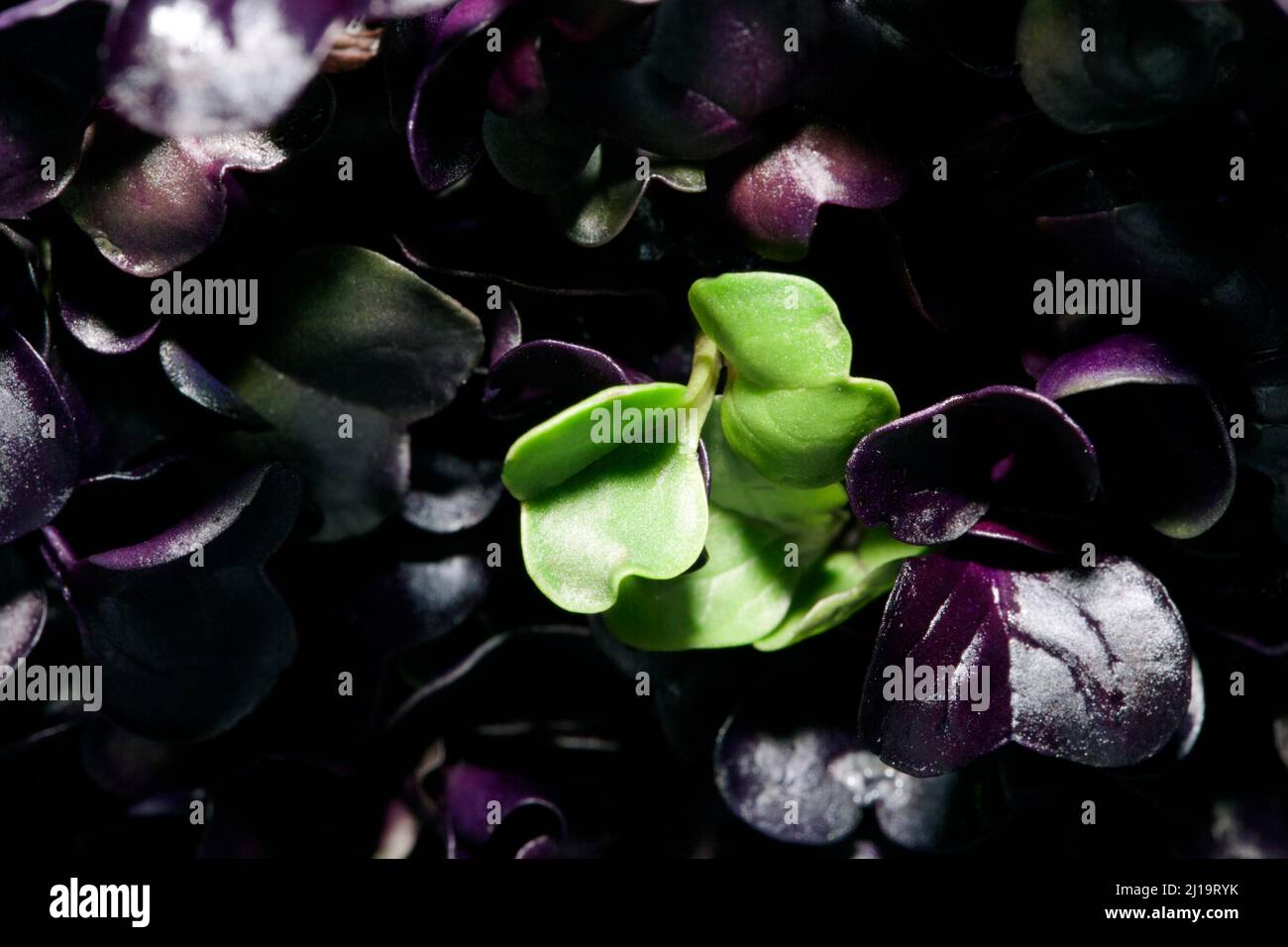 Red radish cress, studio photography with black background Stock Photo ...