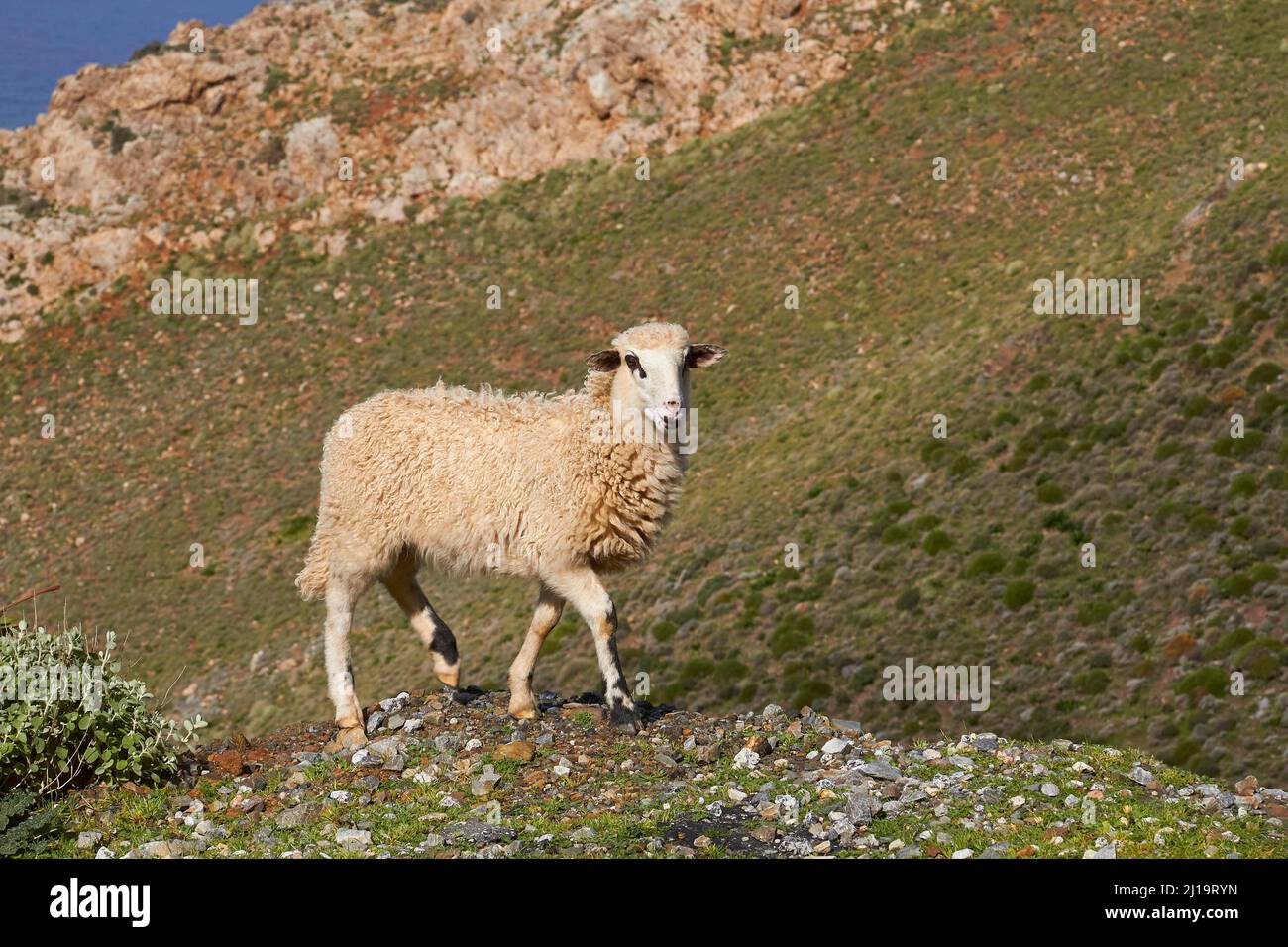 Spring in Crete, Sheep, Machia, Rubble, West Crete, Island of Crete ...