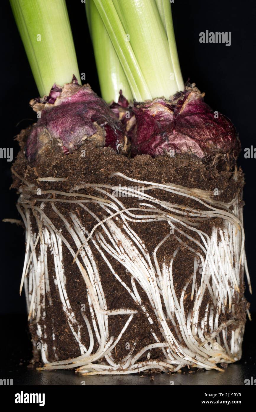 Roots of a hyacinth (Hyacinthus), studio photography with black ...