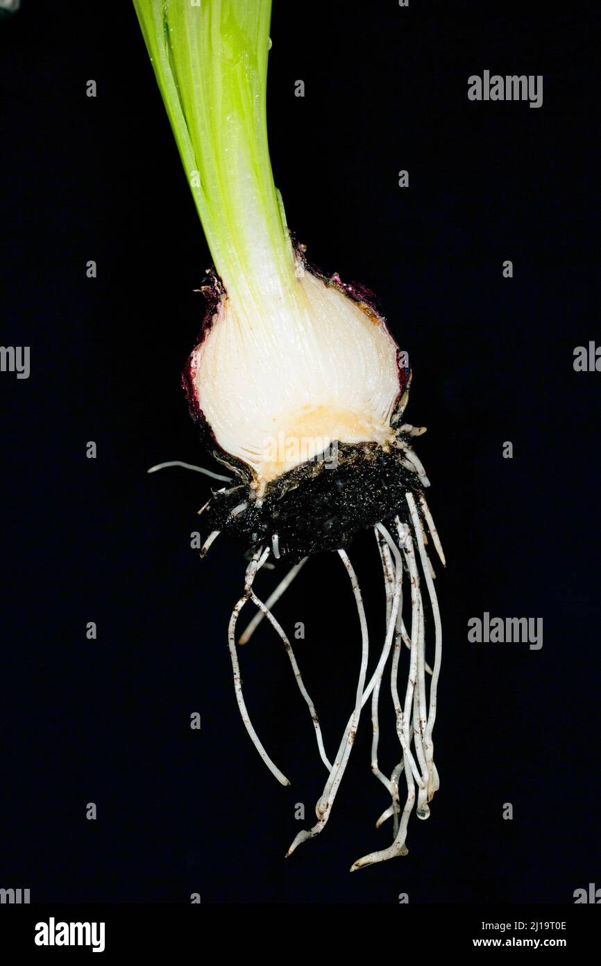 Half bulb and roots of a hyacinth (Hyacinthus), studio photography with ...