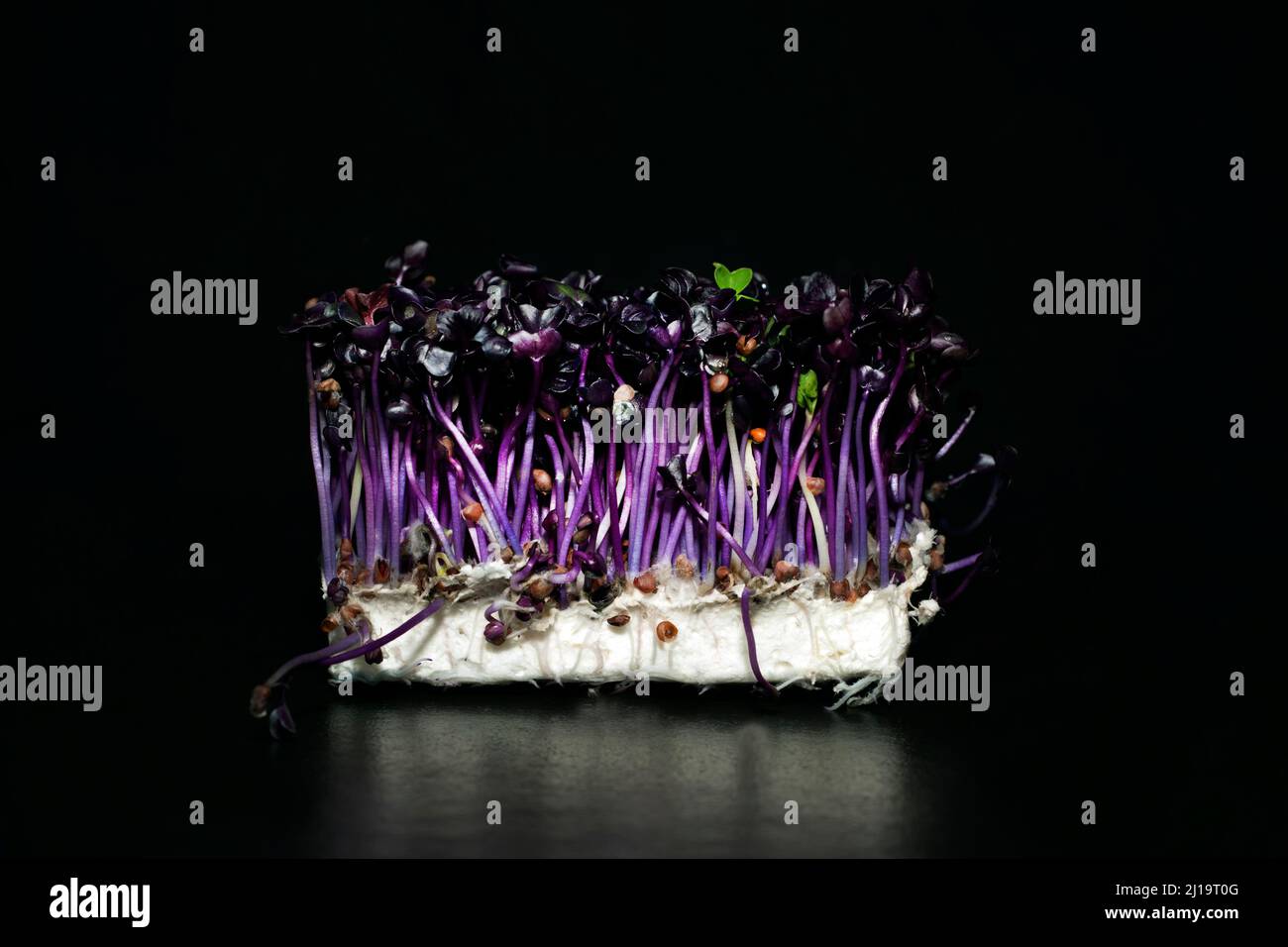 Red radish cress, studio photography with black background Stock Photo ...