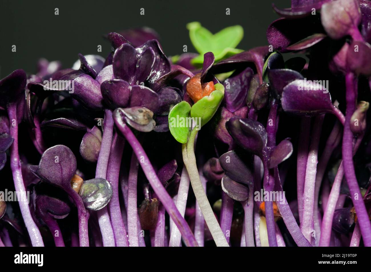 Red radish cress, studio photography with black background Stock Photo ...