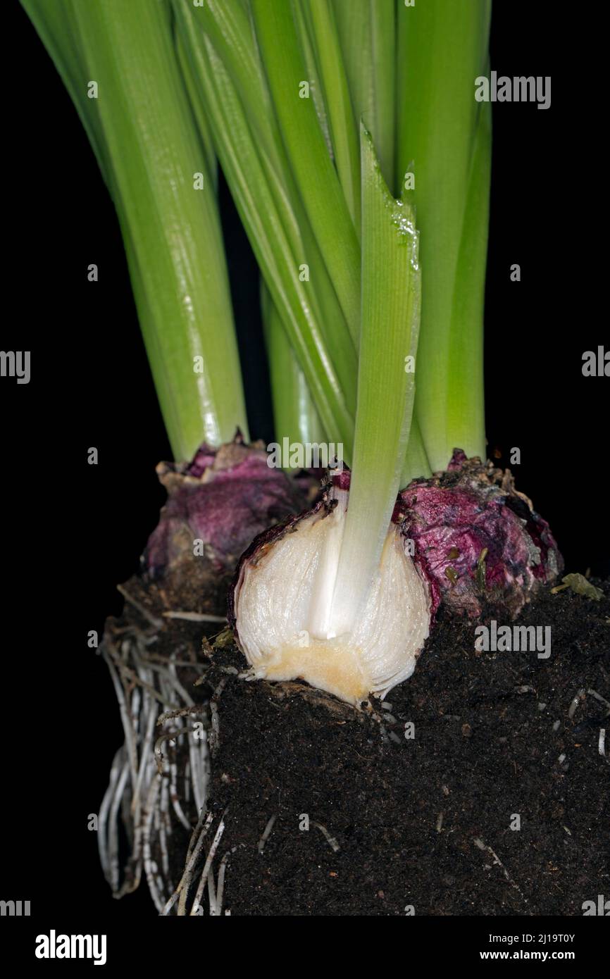 Half bulb and roots of hyacinths (Hyacinthus), studio photography with ...