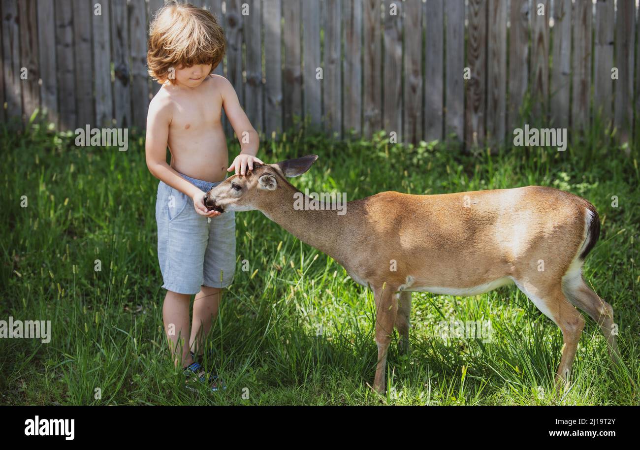 Cute kid feeding baby fawn in the forest. Boy with graceful animal at ...