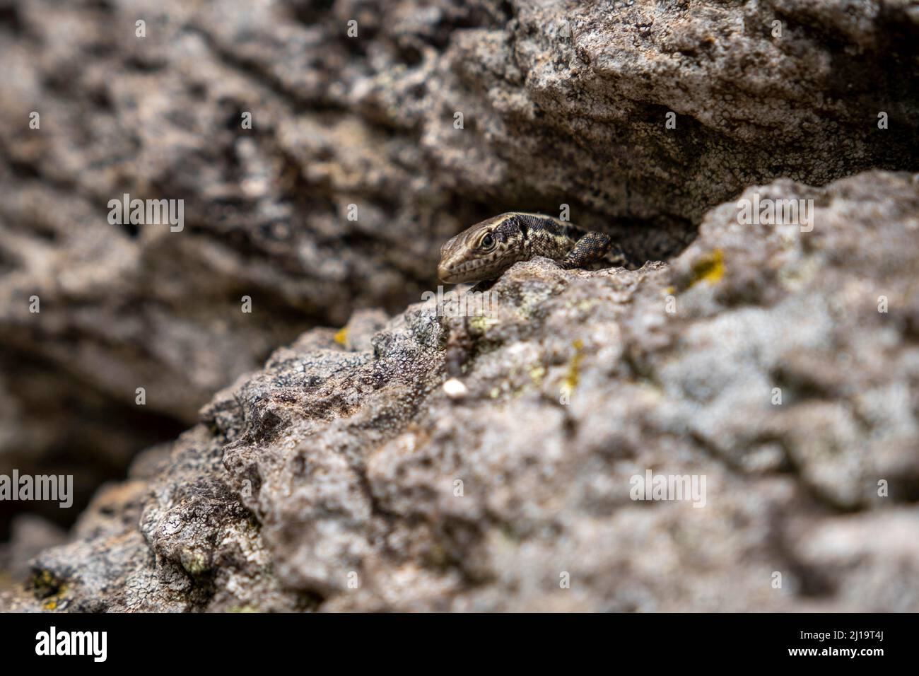 Madeira lizard or madeiran wall lizard (Teira dugesii), endemic ...