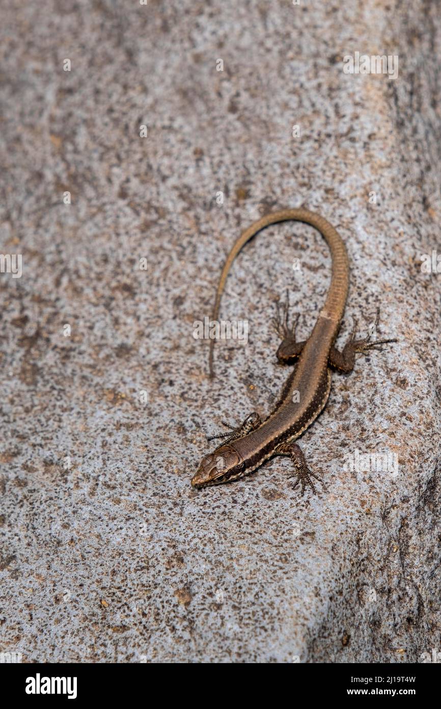 Madeira lizard or madeiran wall lizard (Teira dugesii), endemic ...