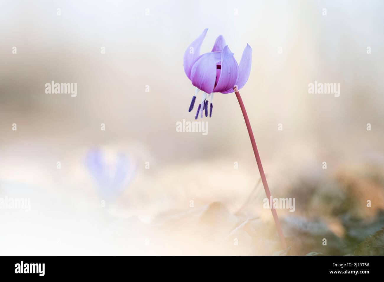 Flowering dog's tooth violet (Erythronium dens-canis), Styria, Austria ...