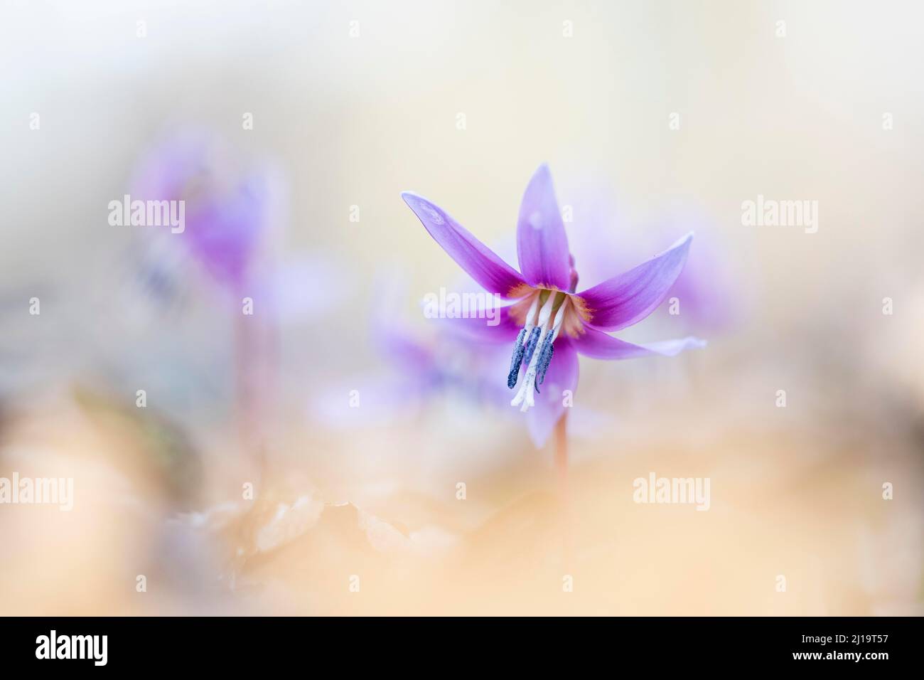 Flowering dog's tooth violet (Erythronium dens-canis), Styria, Austria ...