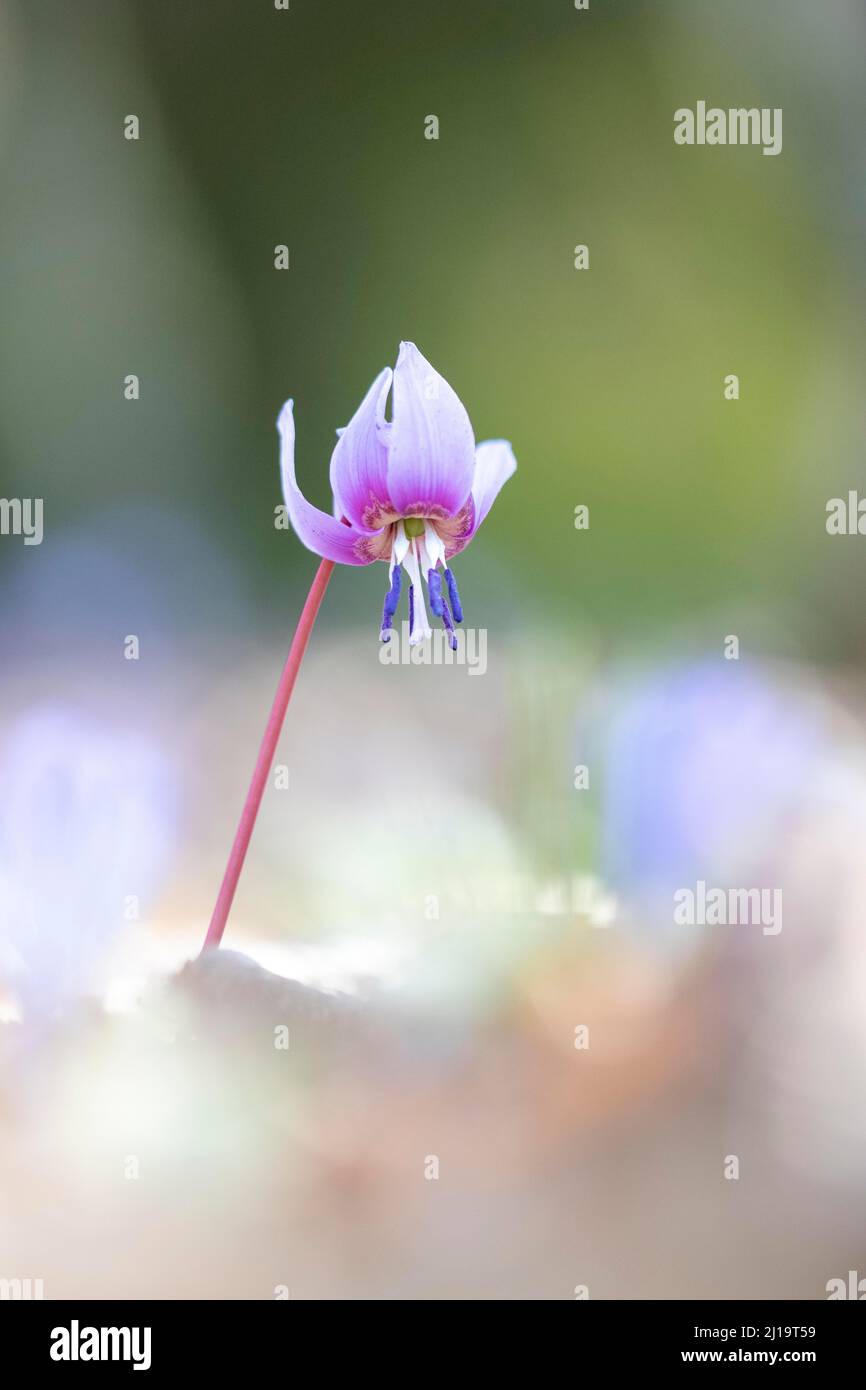 Flowering dog's tooth violet (Erythronium dens-canis), Styria, Austria ...