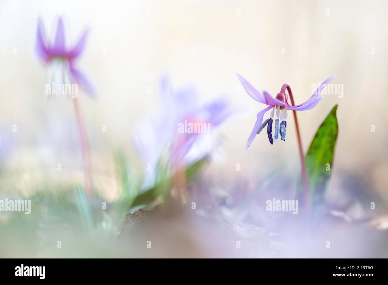 Flowering dog's tooth violet (Erythronium dens-canis), Styria, Austria ...
