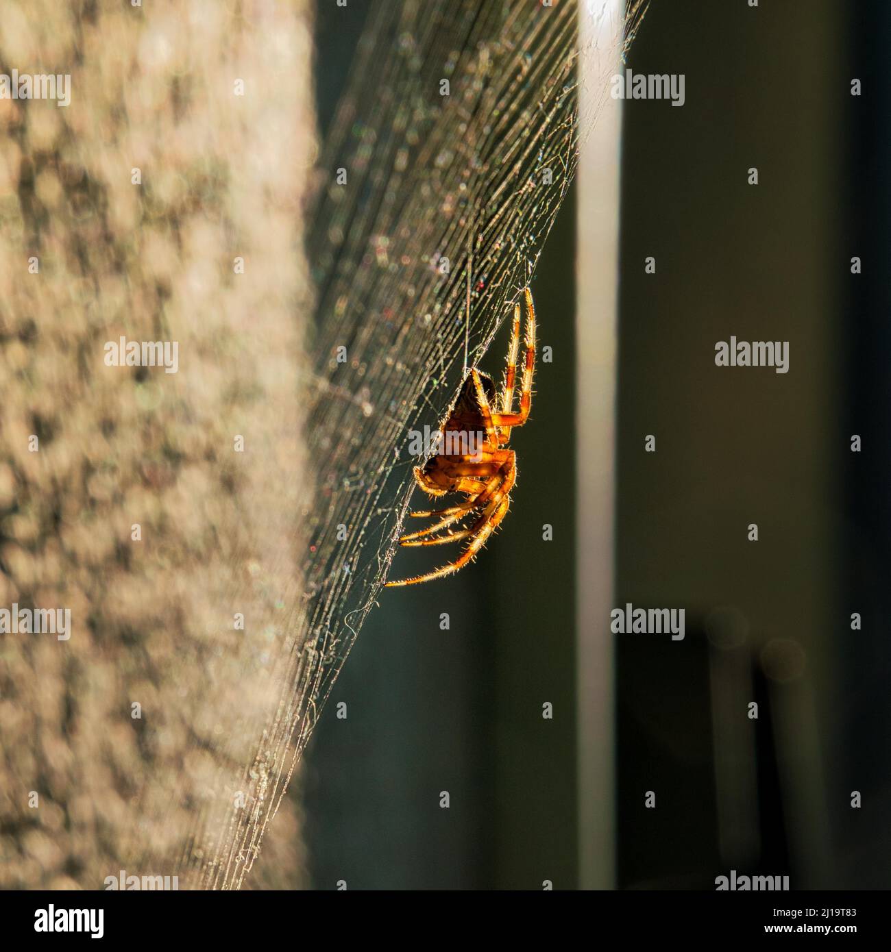 Spider with cross on the back hi-res stock photography and images - Alamy
