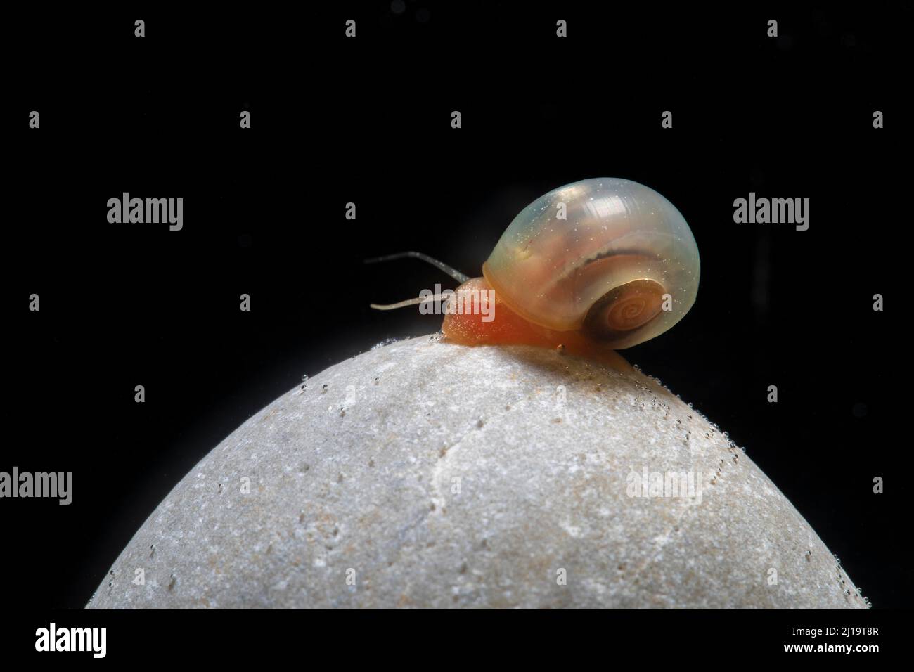 Red ramshorn snail (Planorbella duryi) on a pebble Stock Photo - Alamy
