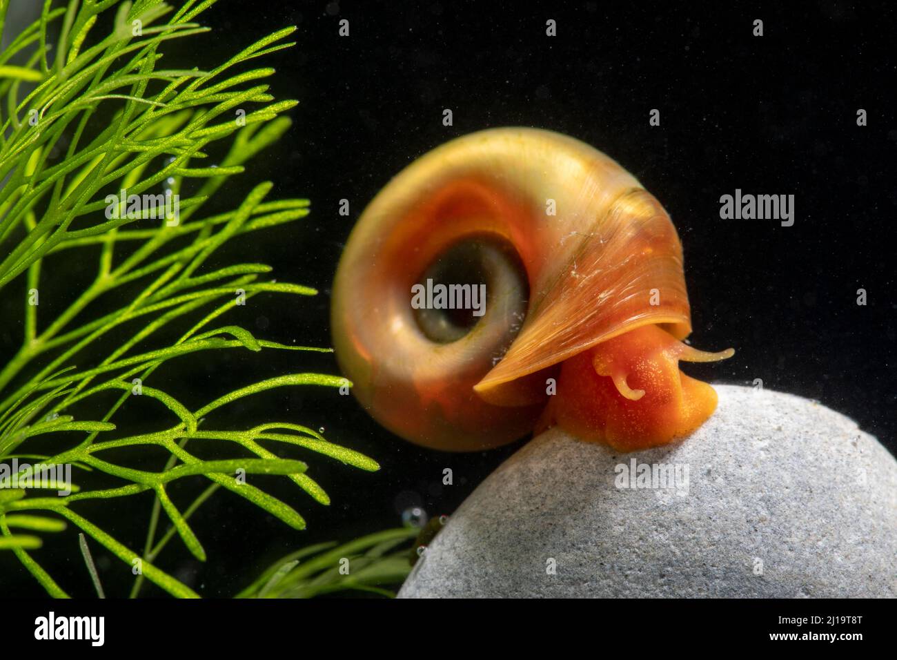 Red ramshorn snail (Planorbella duryi) on pebble next to water plant ...