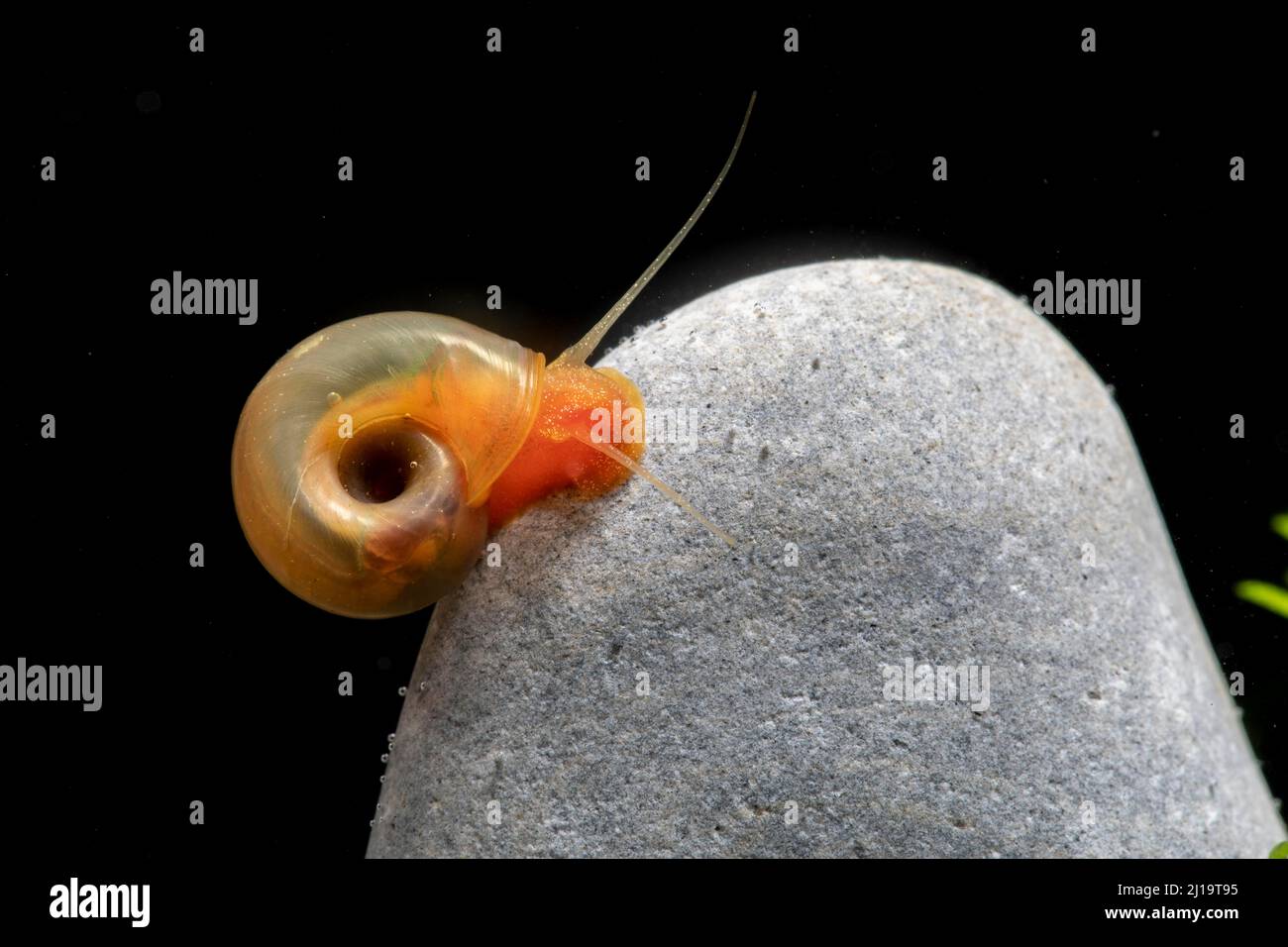Red ramshorn snail (Planorbella duryi) on a pebble Stock Photo - Alamy