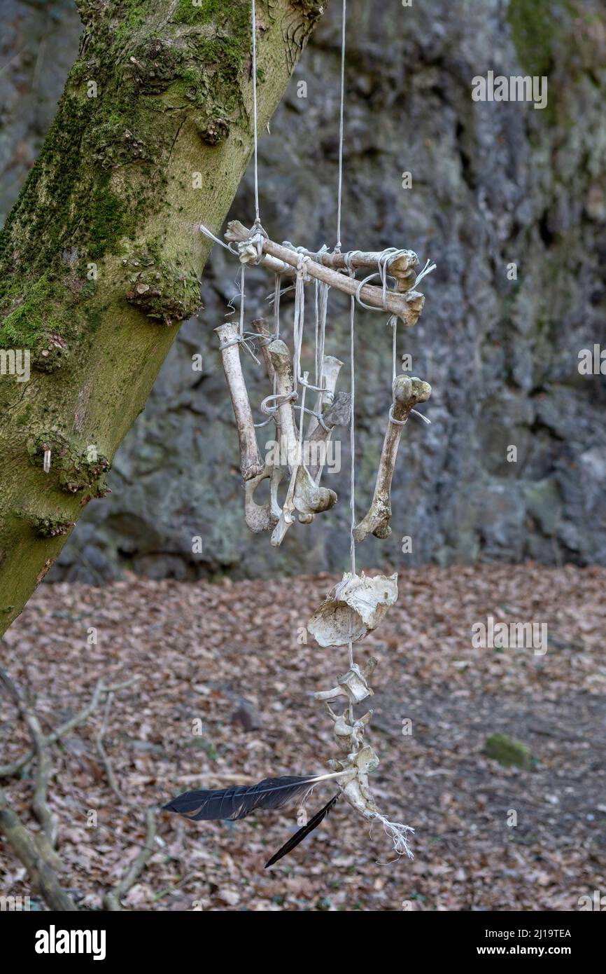 Animal bones hanging on the rope from the tree in the forest. Bones ...