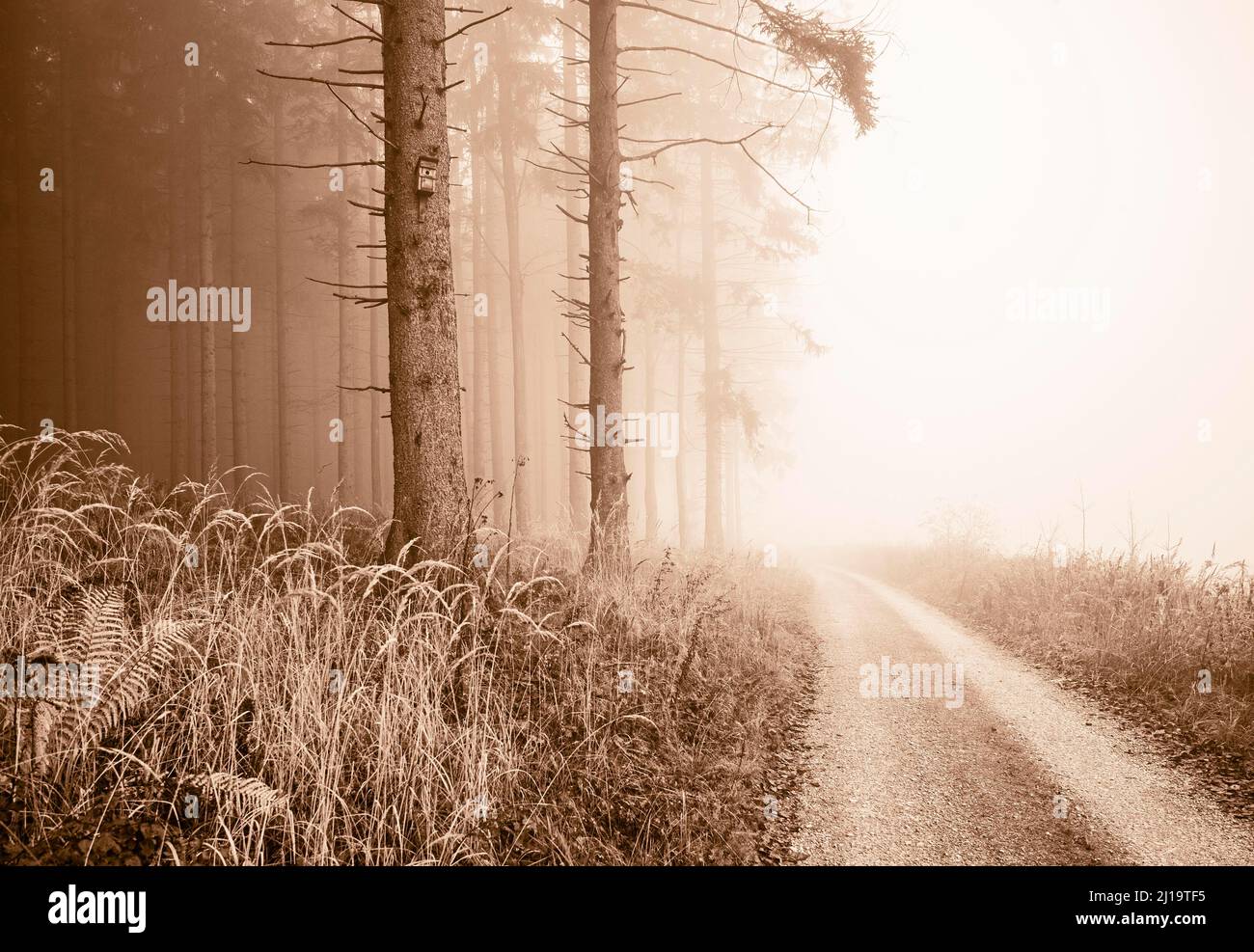 Forest with forest path in the morning mist in autumn, sepia colours ...