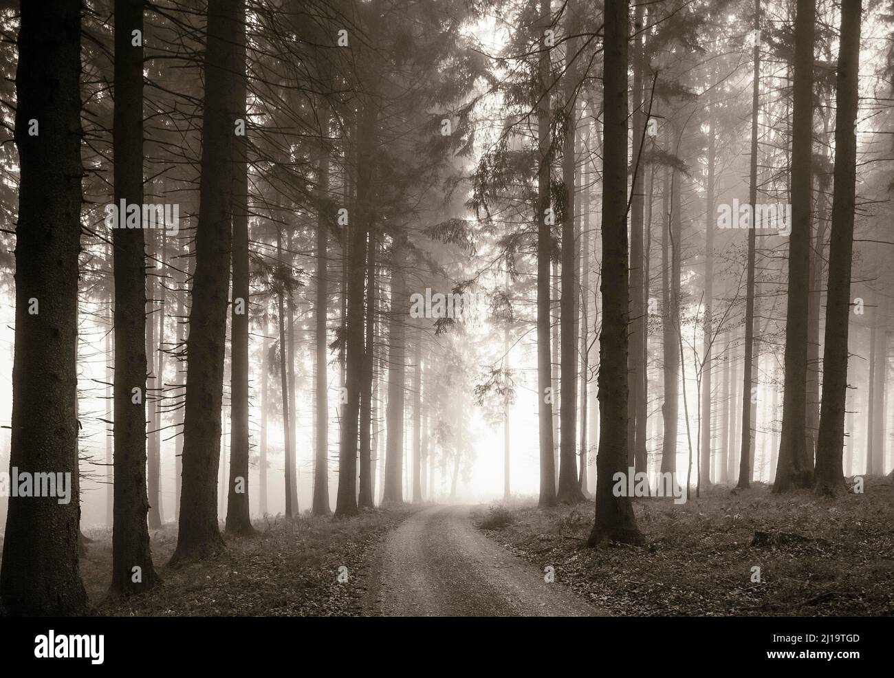 Forest with forest path in the morning mist in autumn, sepia colours ...