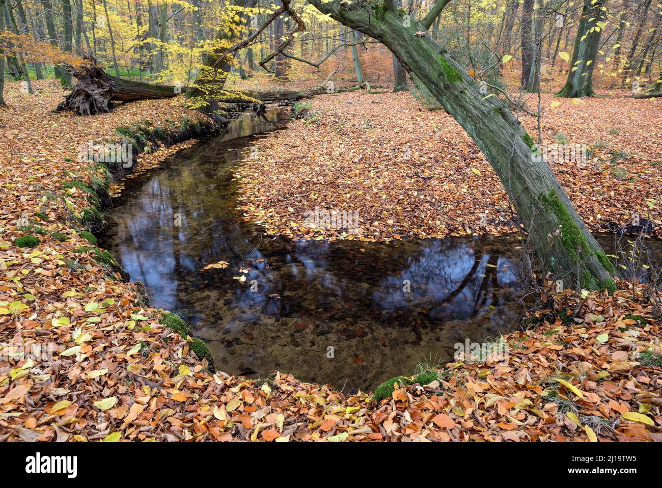 Rotbach, near-natural stream, beech forest, in autumn, Oberhausen, Ruhr ...