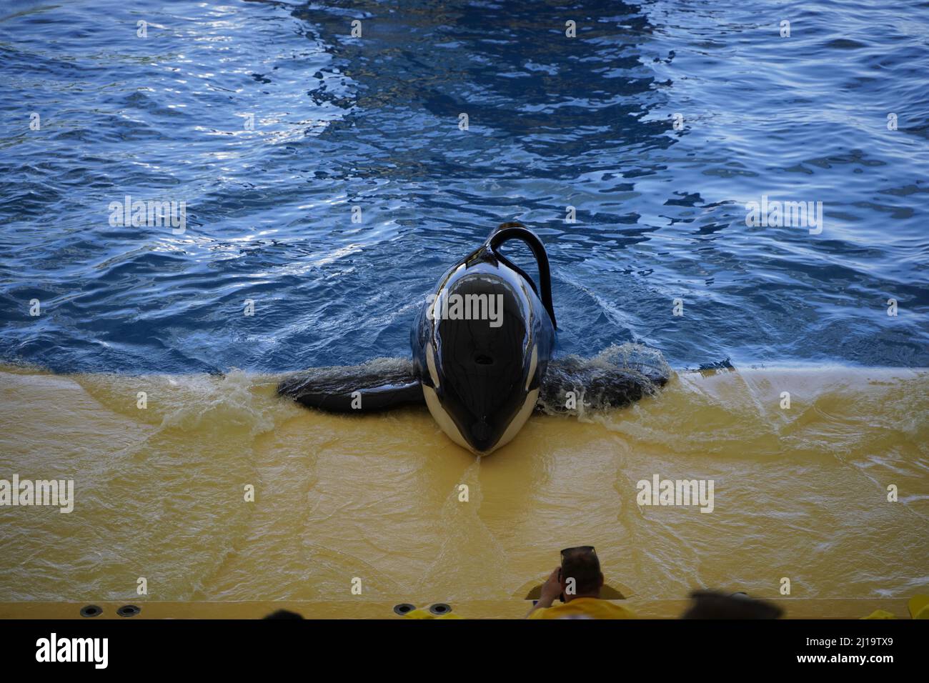 One orca whale hi-res stock photography and images - Alamy
