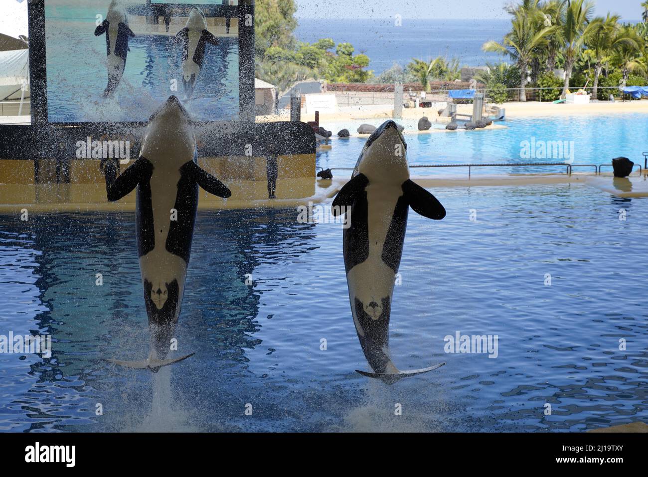 Killer whales (Orcinus orca), Loro Park, Puerto de la Cruz, Tenerife ...