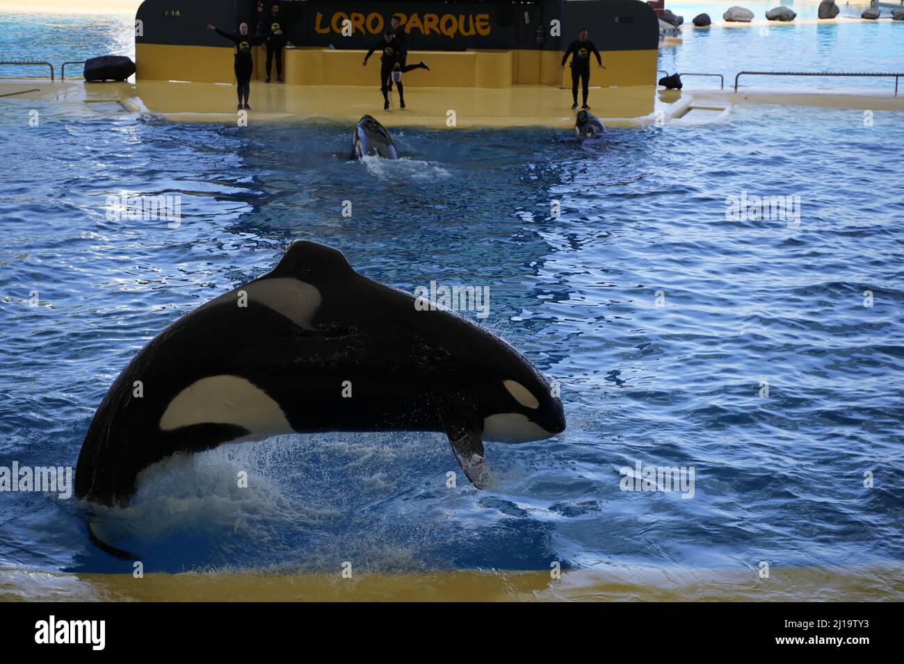 Killer whale (Orcinus orca), Loro Park, Puerto de la Cruz, Tenerife ...