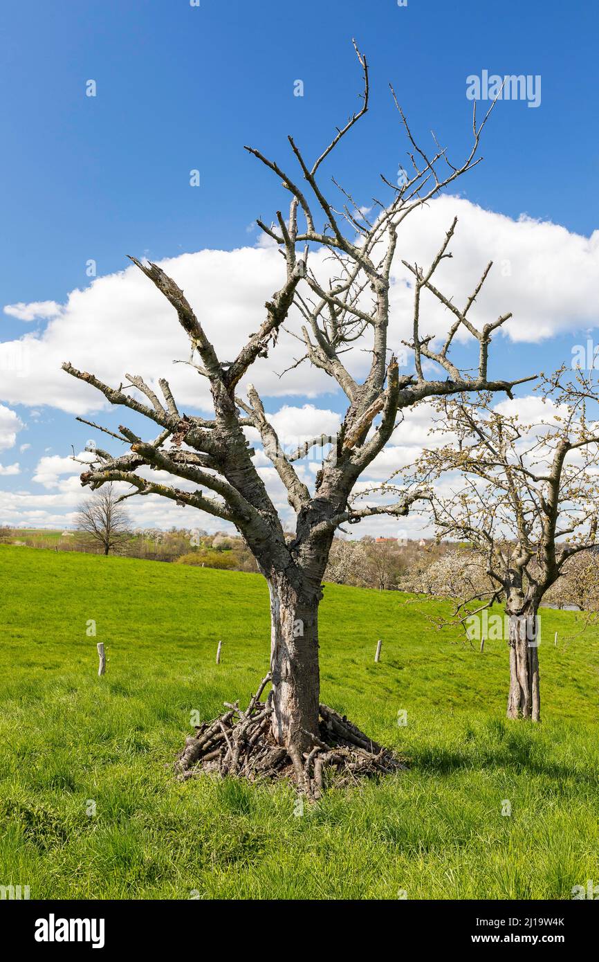Dead fruit tree hi-res stock photography and images - Alamy