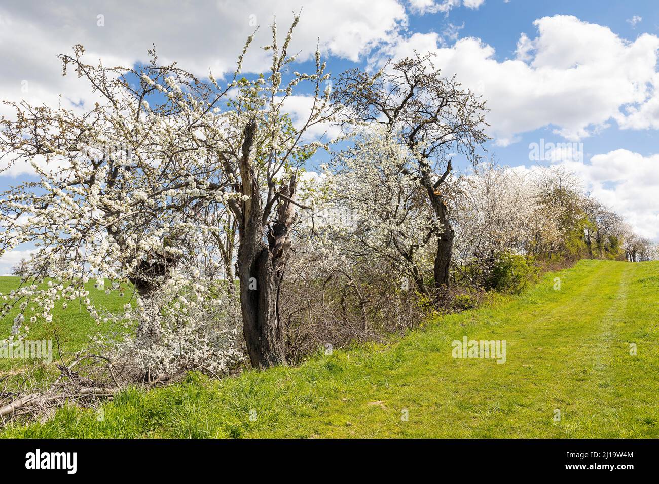 Old cherry trees with blossoming and dead fruit trees, Saxon Elbland ...