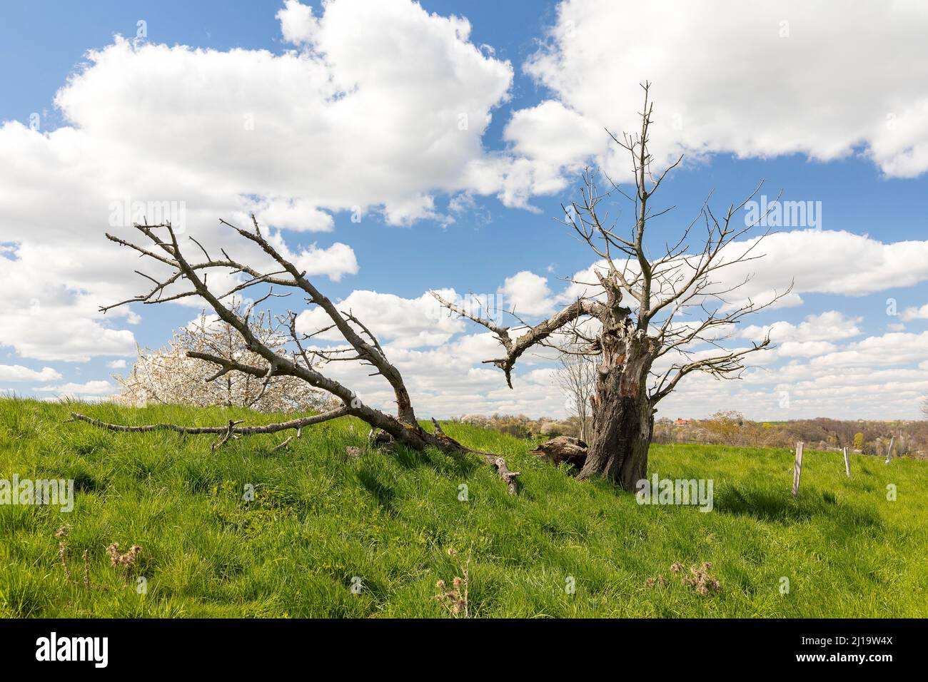 Old, dead fruit trees in an orchard, Saxon Elbland, Saxony, Germany ...