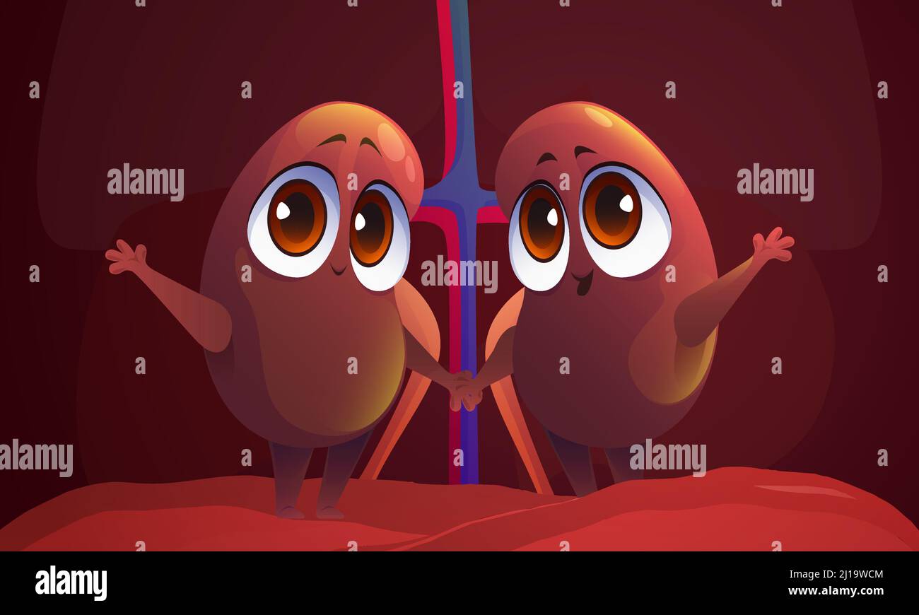 Cute characters of kidneys, human internal organs for dialysis and ...
