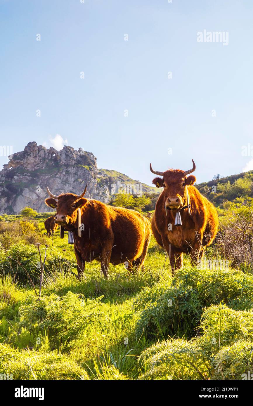 Province of Enna. Cows in the countryside, Sicily, Italy Stock Photo ...