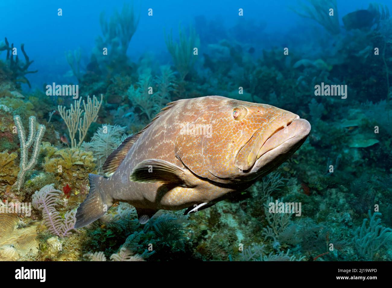 Tiger grouper (Mycteroperca tigris) swimming over coral reef, Jardines ...
