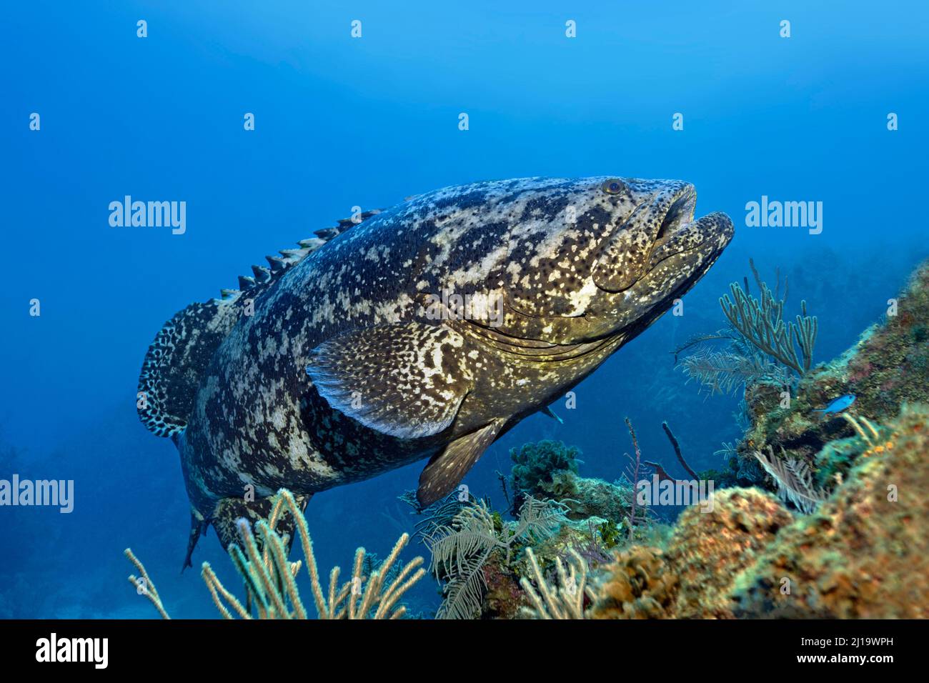 Atlantic goliath grouper (Epinephelus itajara) or jewfish swimming over ...