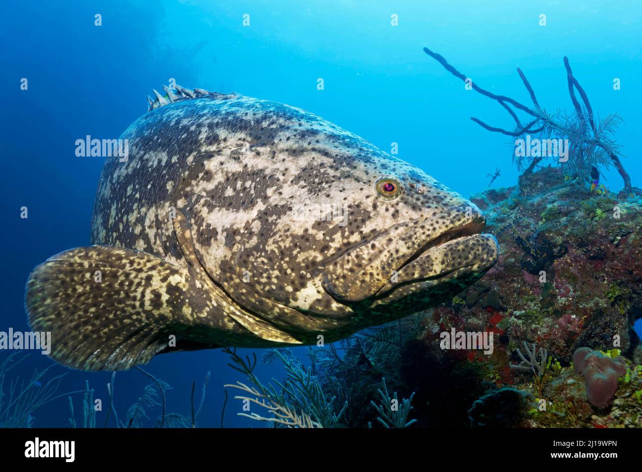 Jardines de coral hi-res stock photography and images - Alamy