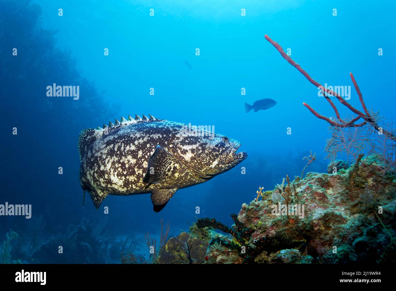 Jardines de coral hi-res stock photography and images - Alamy