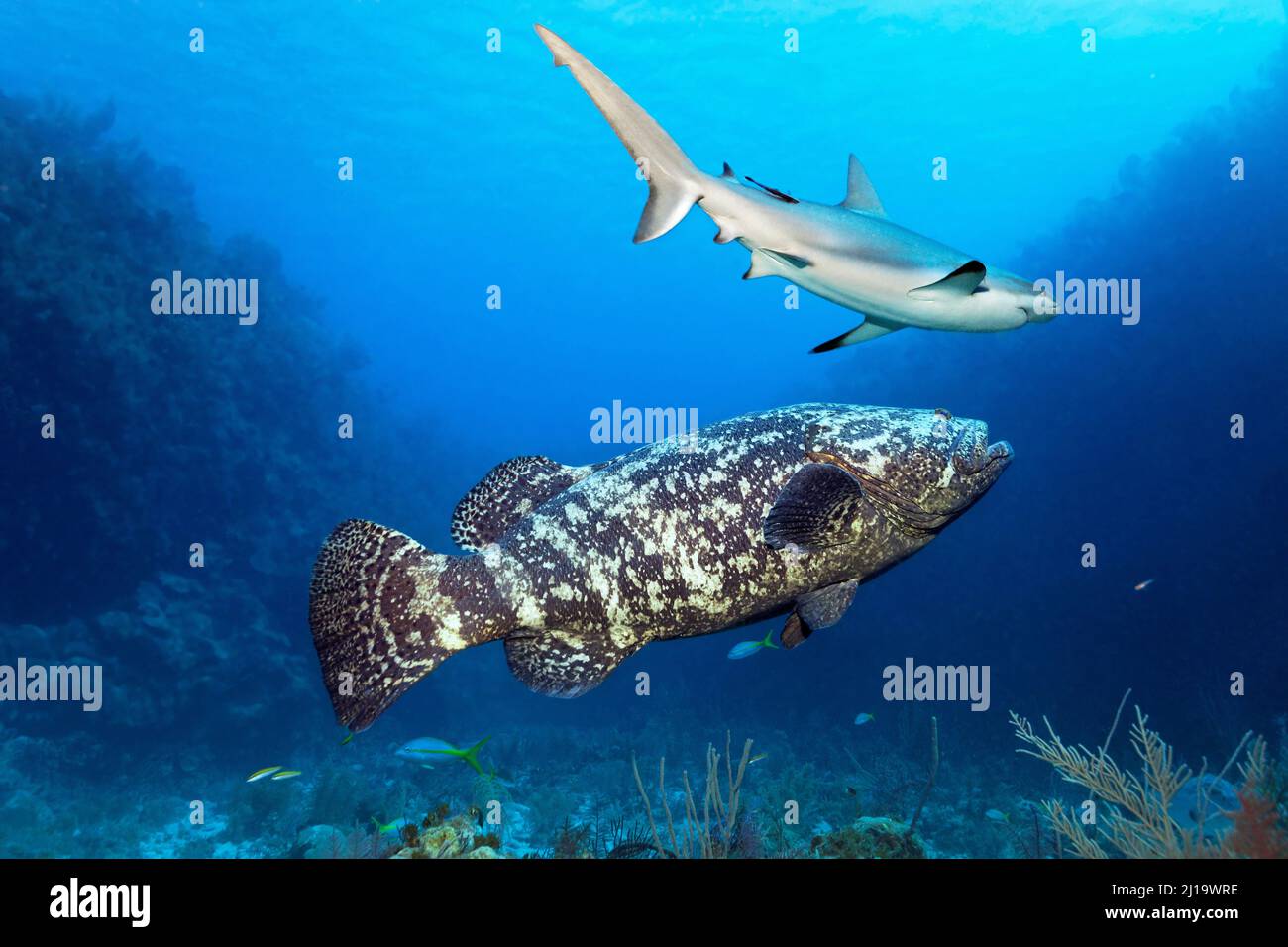Atlantic goliath grouper (Epinephelus itajara) or jewfish swimming over ...