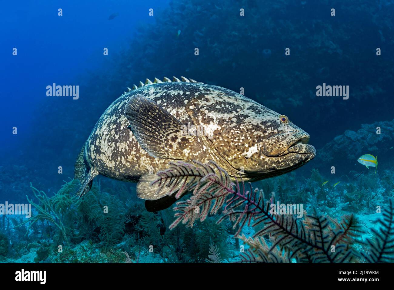 Atlantic goliath grouper (Epinephelus itajara) or jewfish swimming over ...