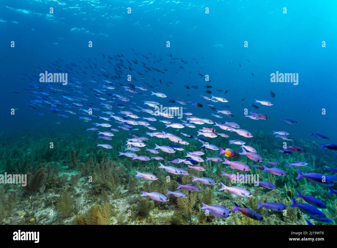 Shoal of barracuda waitin boy (Clepticus parrae) swimming over coral ...