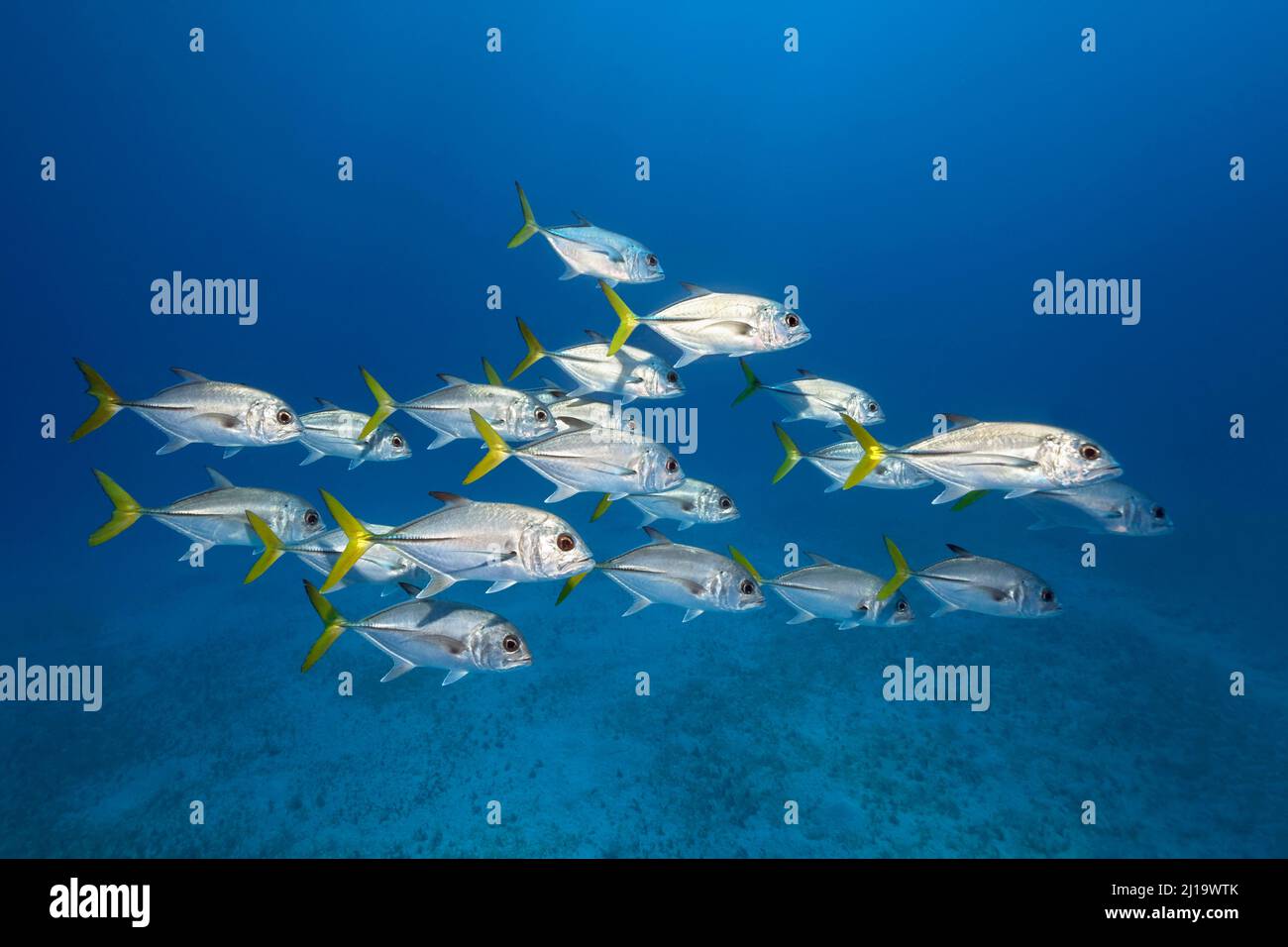 Swarm of Bigeye trevally or West Atlantic Carangidae swimming in the ...