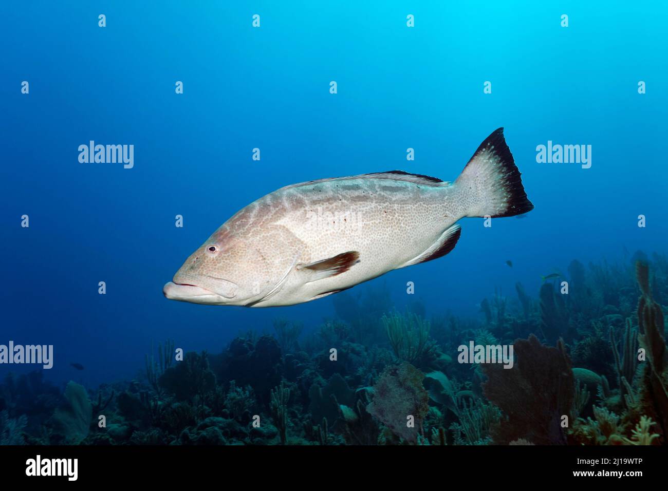 Black grouper (Mycteroperca bonaci), swimming over coral reef, Jardines ...
