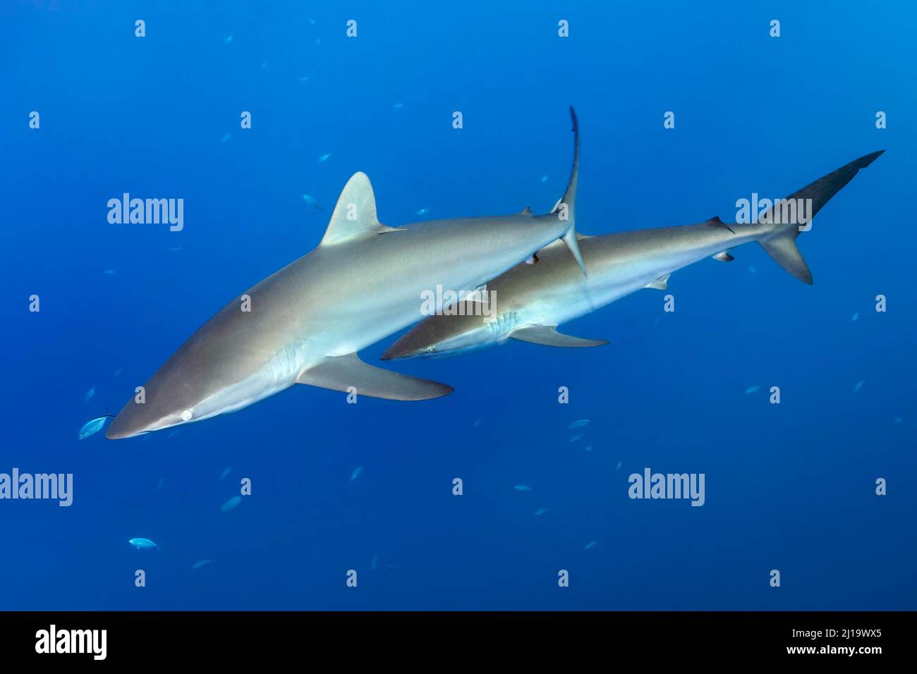 Silky shark (Carcharhinus falciformis) swimming in the blue, two ...