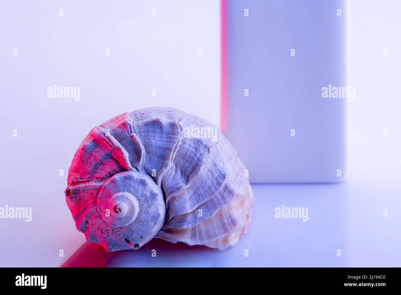 Still life with seashell on bright background with red backlight Stock ...