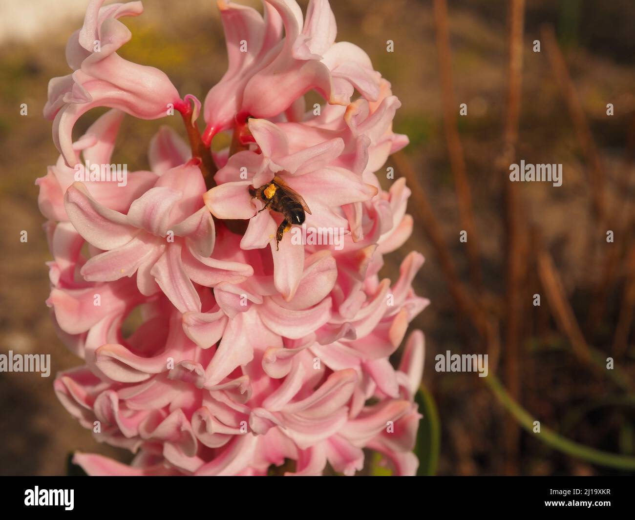 A bee collects pollen in a hyacinth flower, spring time, usefuls ...