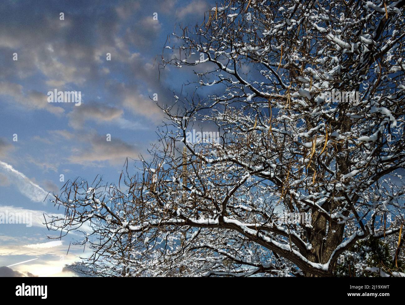 Tree limbs covered with snow hi-res stock photography and images - Alamy