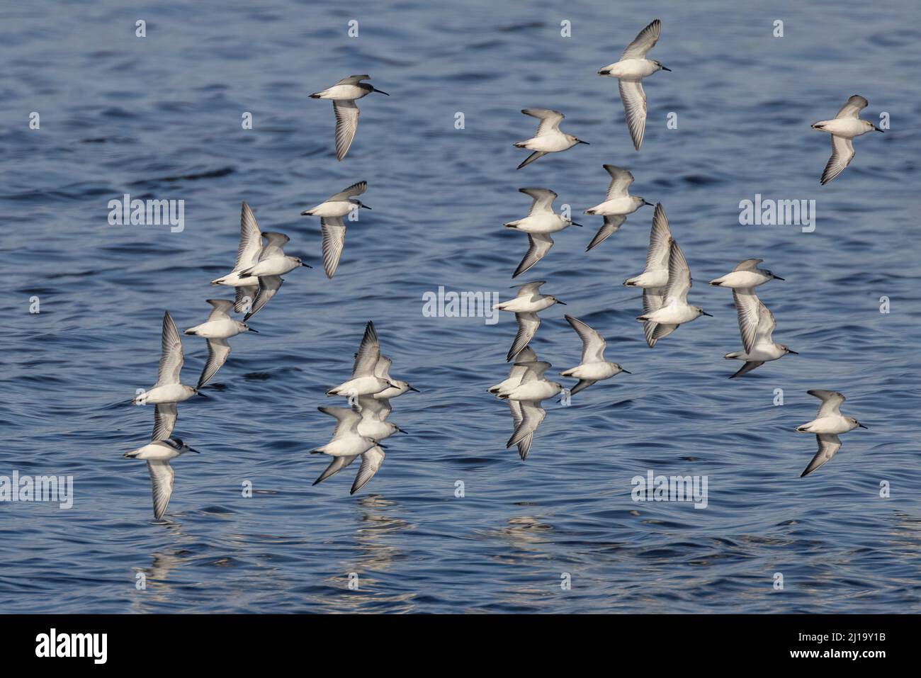 Flying Sanderling bird at Vancouver BC Canada Stock Photo - Alamy