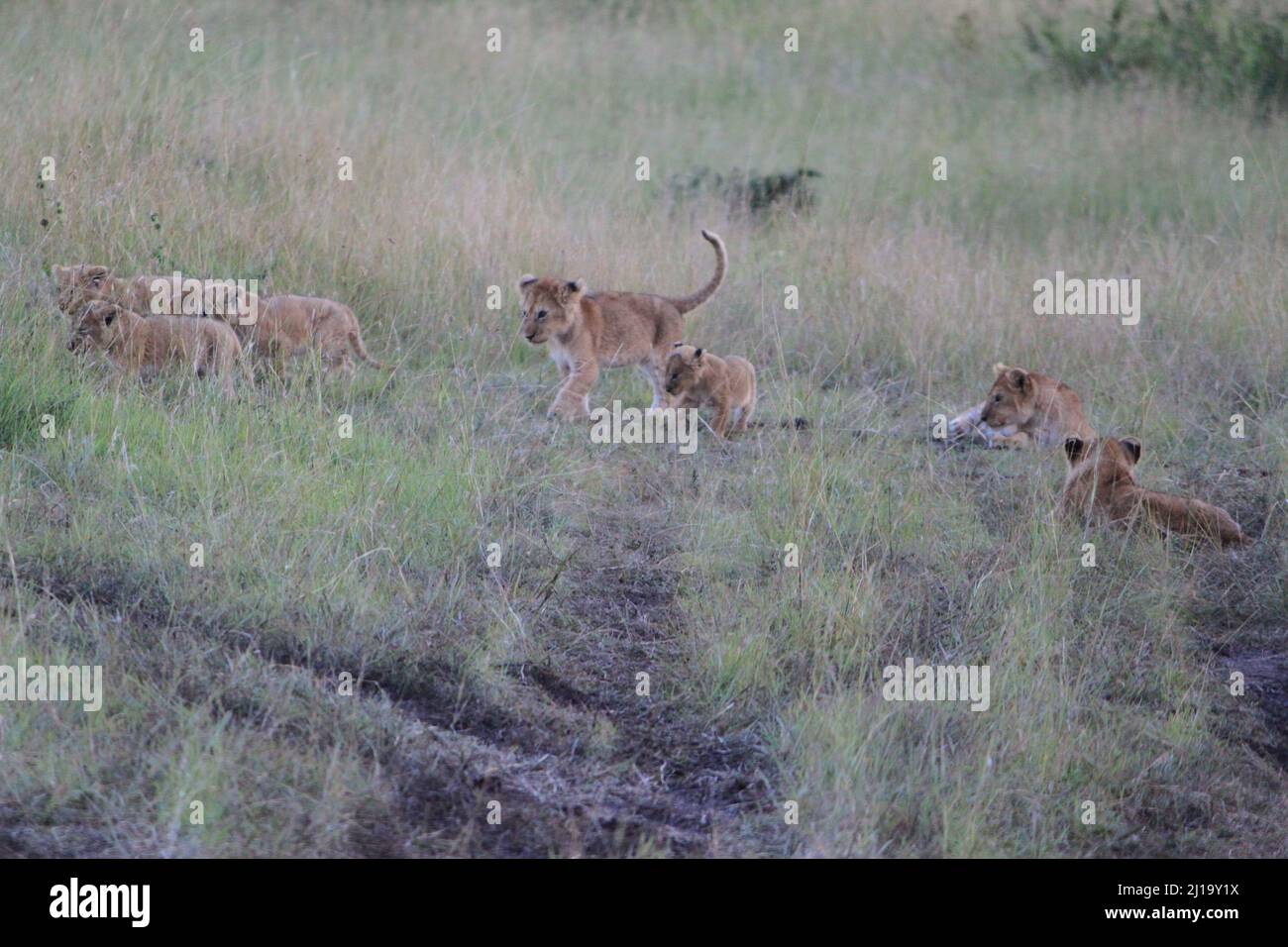 The close-up shot of cubs lying and walking on the safari ground Stock ...