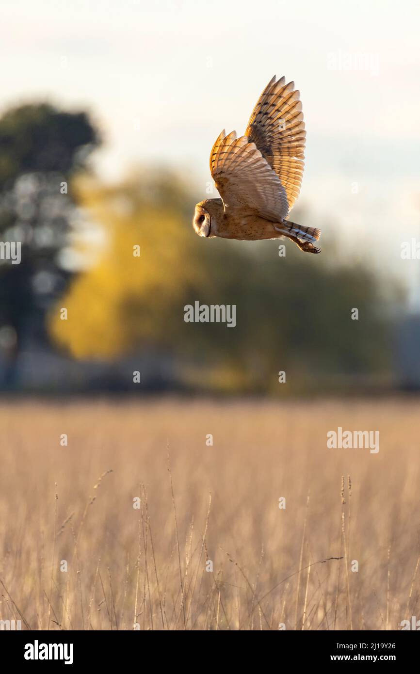 Vancouver owl hi-res stock photography and images - Alamy