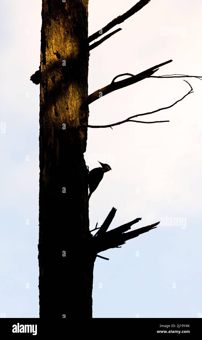 Pileated Woodpecker bird at Vancouver BC Canada Stock Photo - Alamy