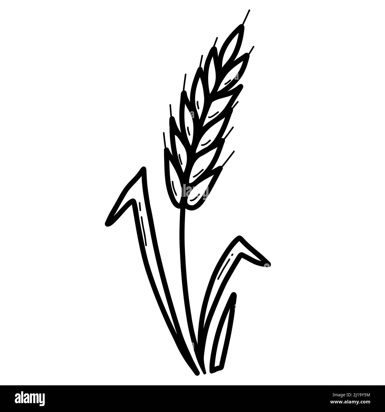 Spikelet plant with leaves. Wheat. Vector illustration. Hand drawn in ...