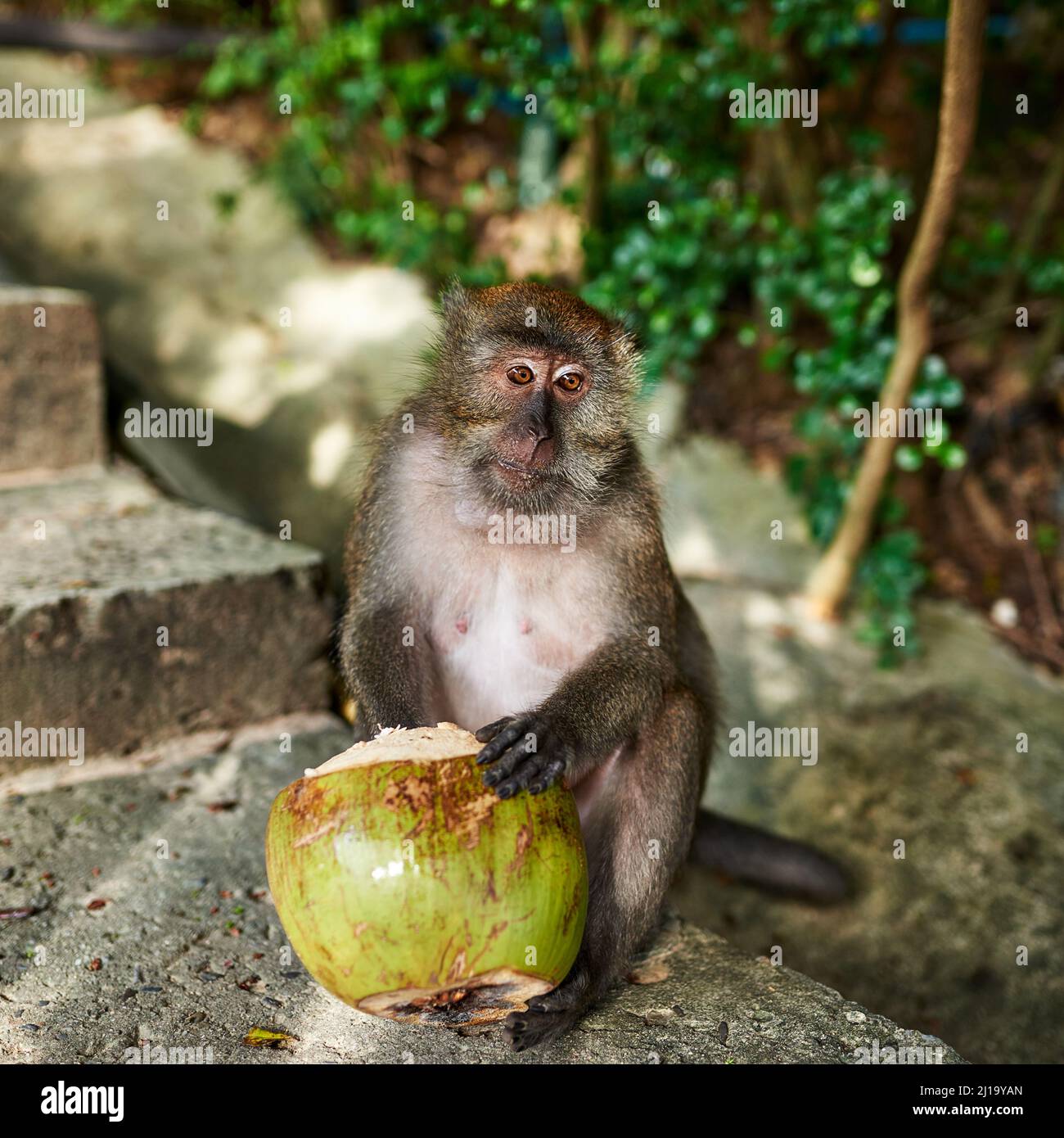 Monkey eating a coconut hi-res stock photography and images - Alamy