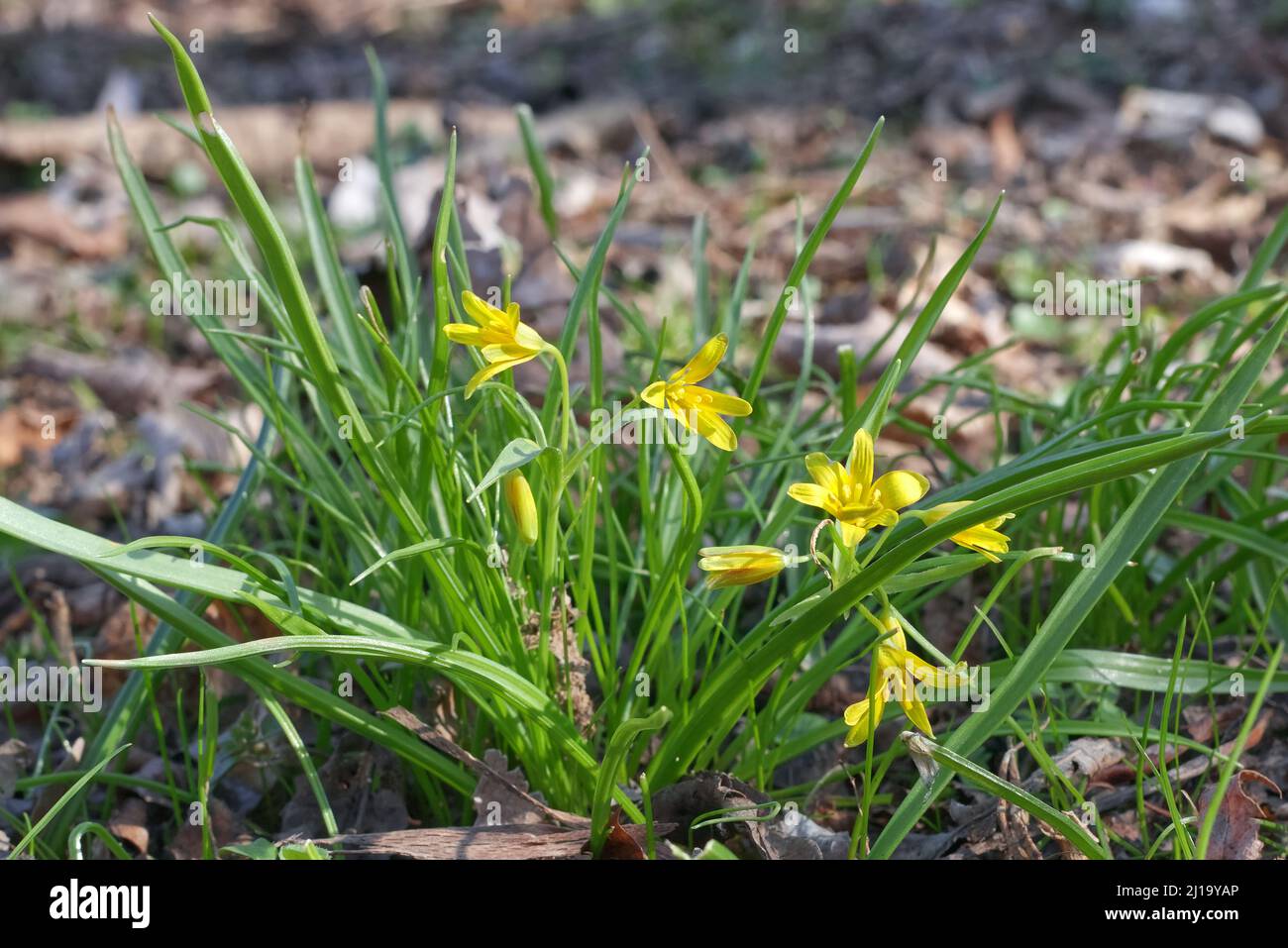 Gagea flower, genus of lily family, early spring yellow blooming plant ...